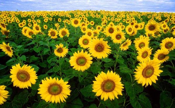 ¿qué son las plantas anuales y perennes? • Caro Lagos - Cursos y talleres